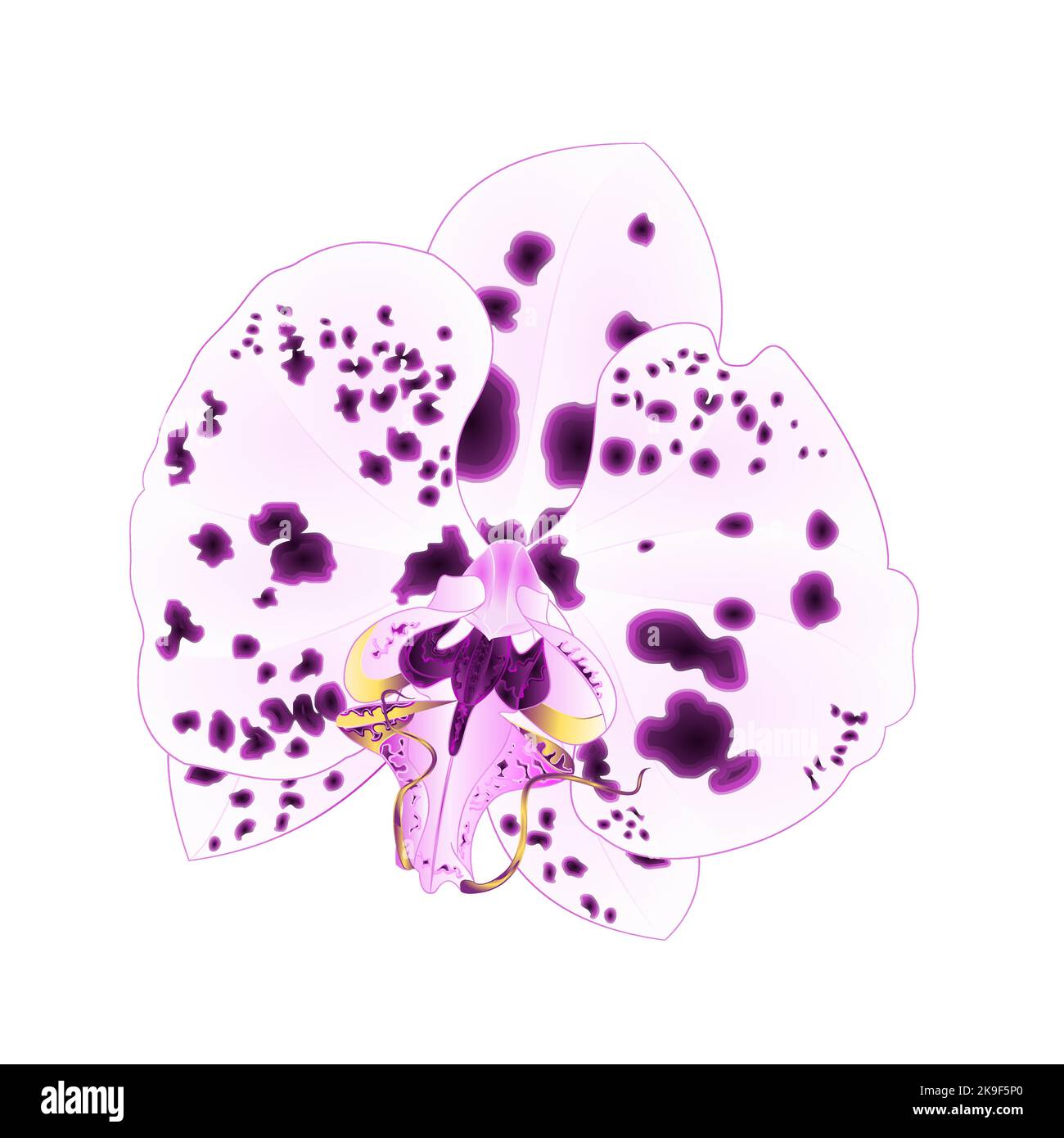 Orchid With Dots Phalaenopsis Closeup Purple And White Beautiful Flower