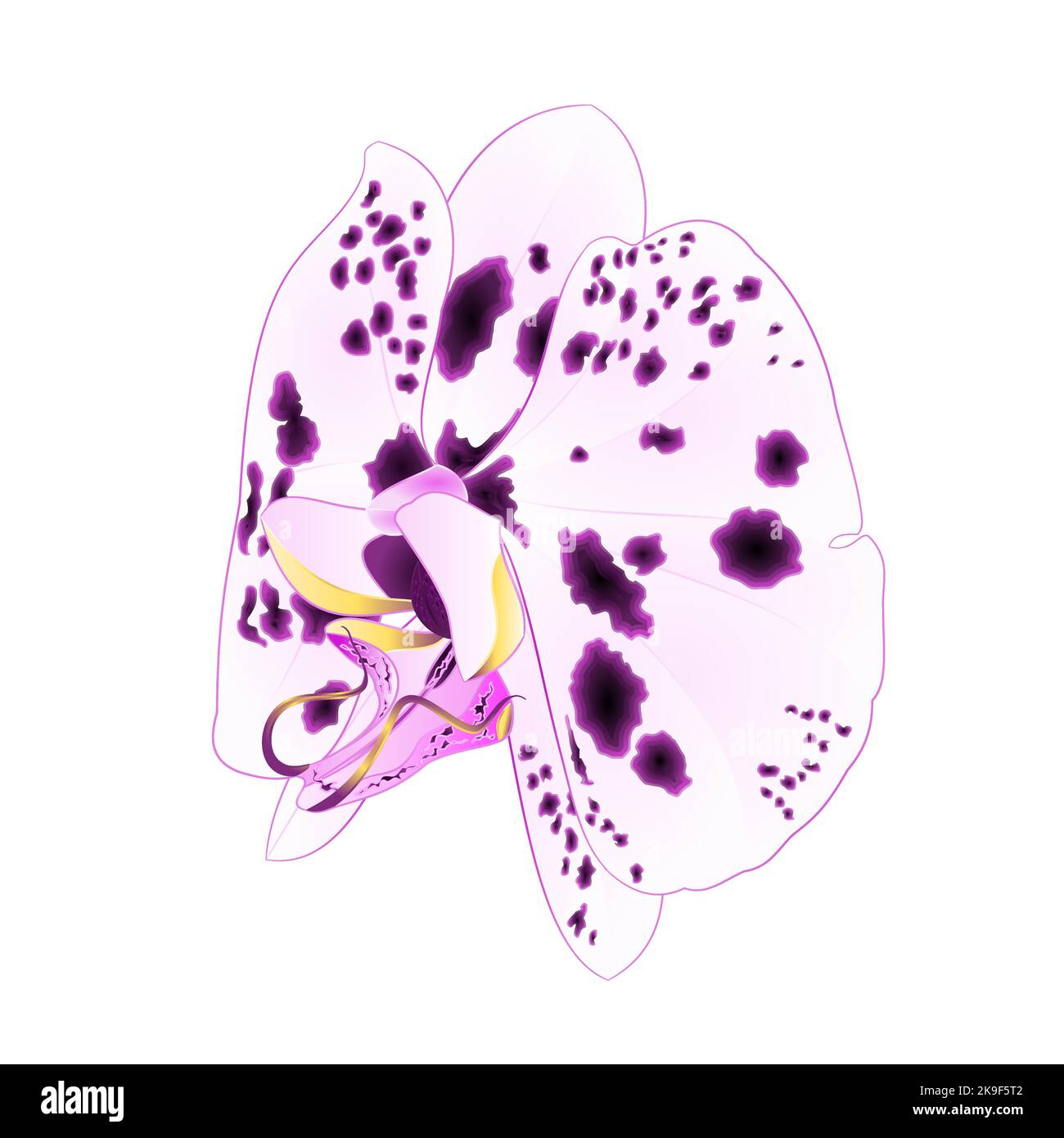 Orchid With Dots Phalaenopsis Purple And White Stock Vector Image And Art