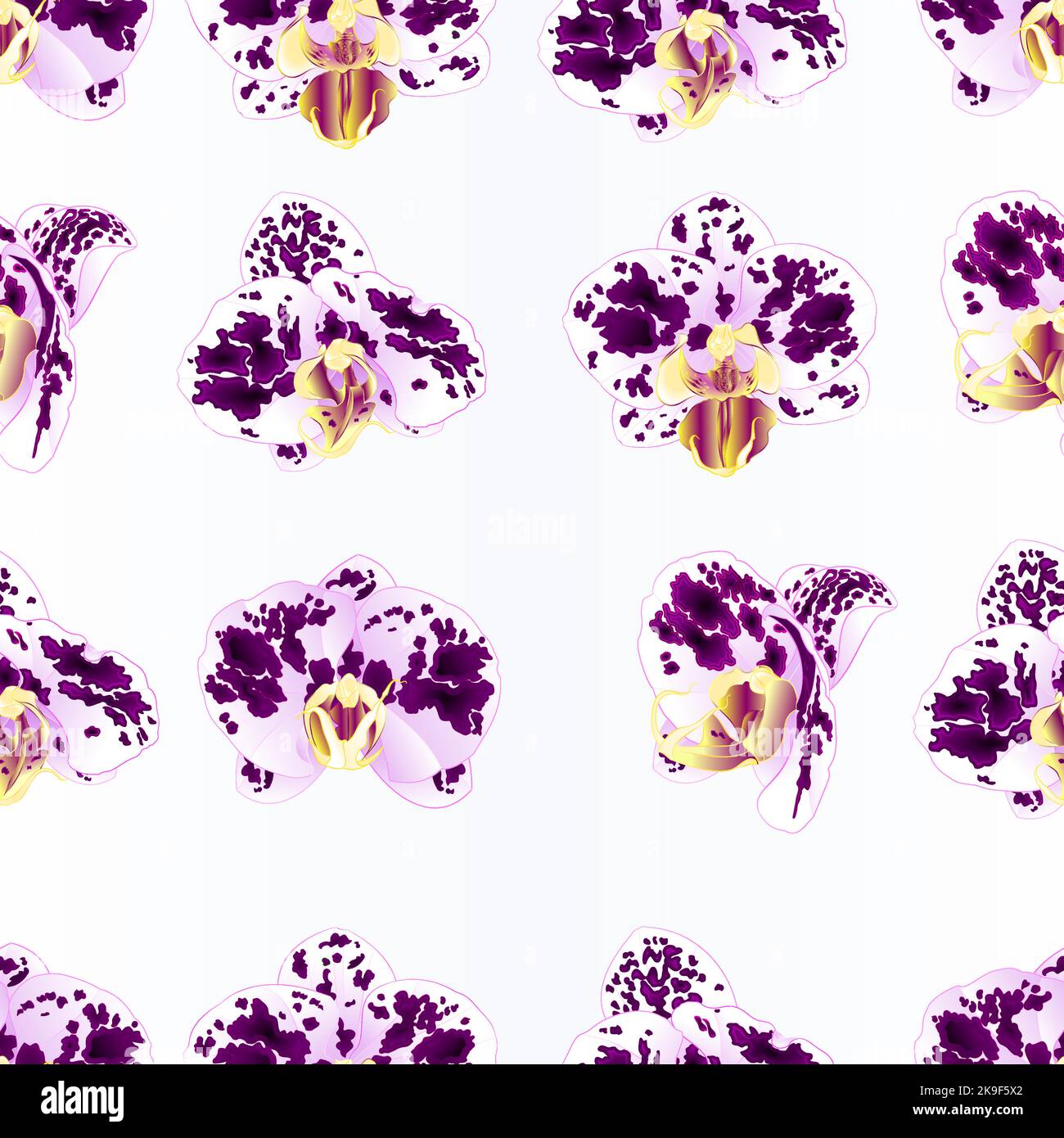 Seamless Texture Orchids Purple White Spotted Phalaenopsis Beautiful