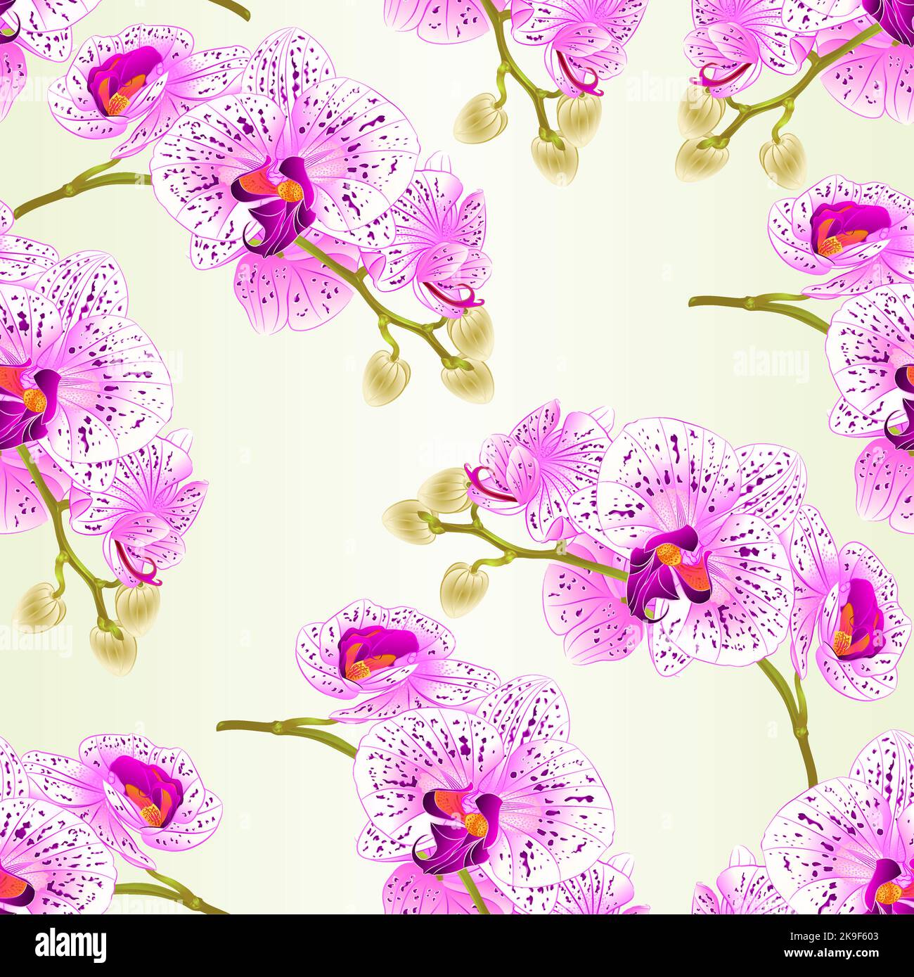Seamless Texture Stem Orchids Flowers Purple And White Phalaenopsis