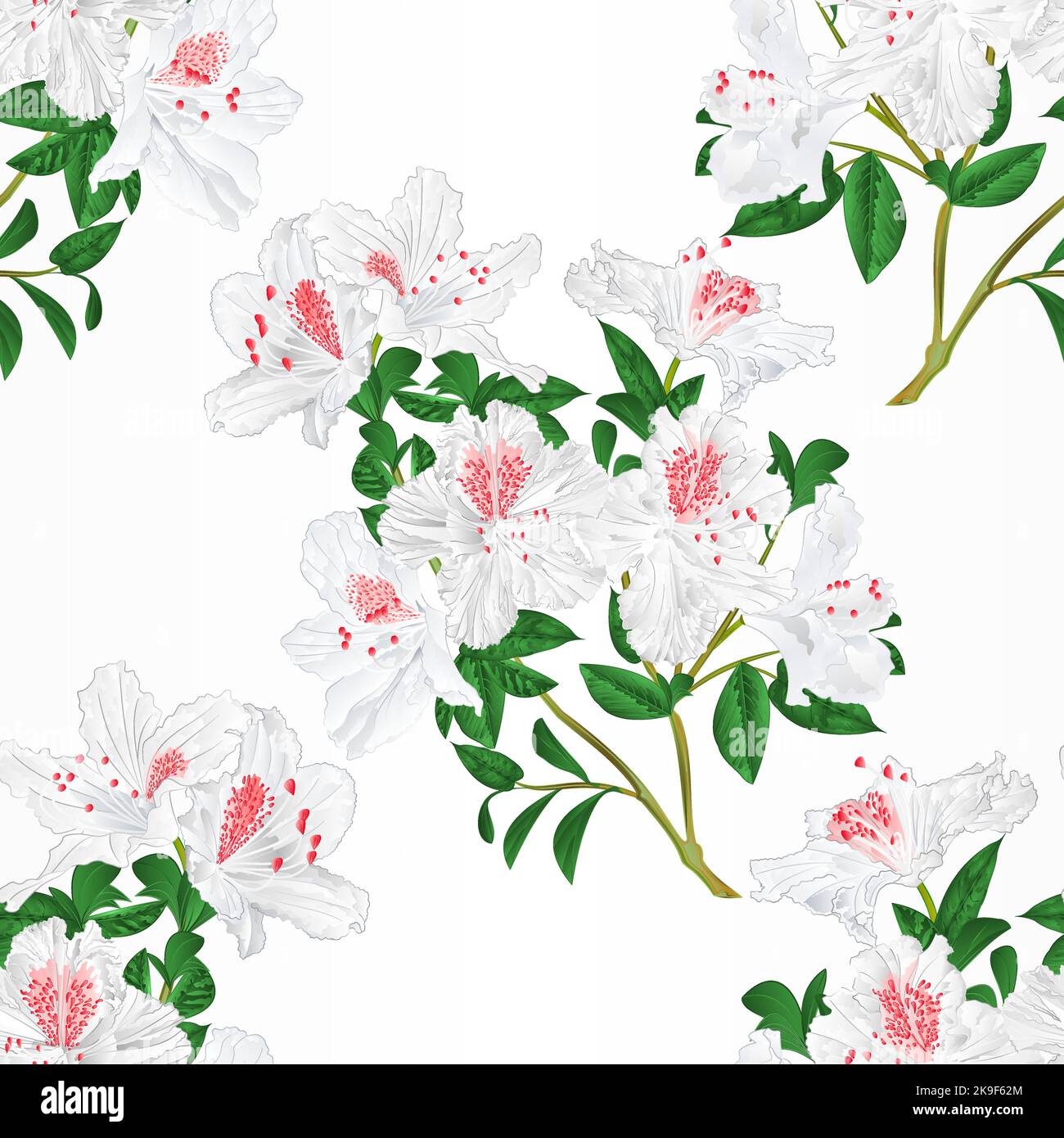 Seamless texture white rhododendron twig with flowers and leaves ...