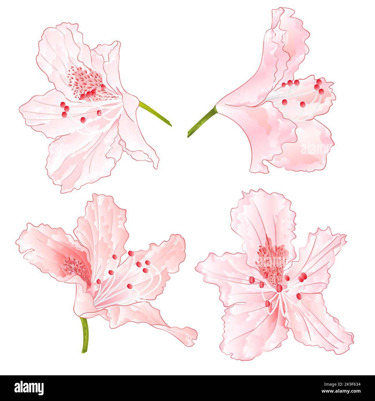 Blossoms light pink rhododendrons set three on a white background ... Blossoms light pink rhododendrons set three on a white background ...