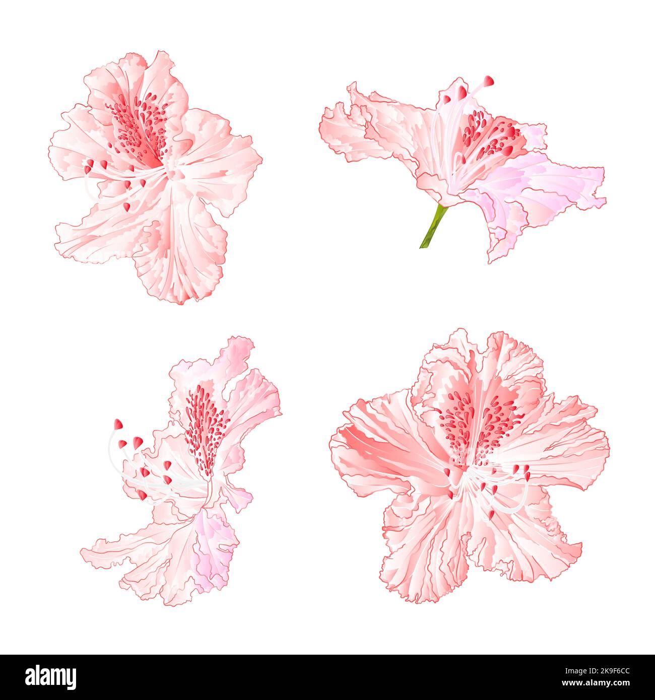 Blossoms rhododendrons light pink set first on a white background ... Blossoms rhododendrons light pink set first on a white background ...