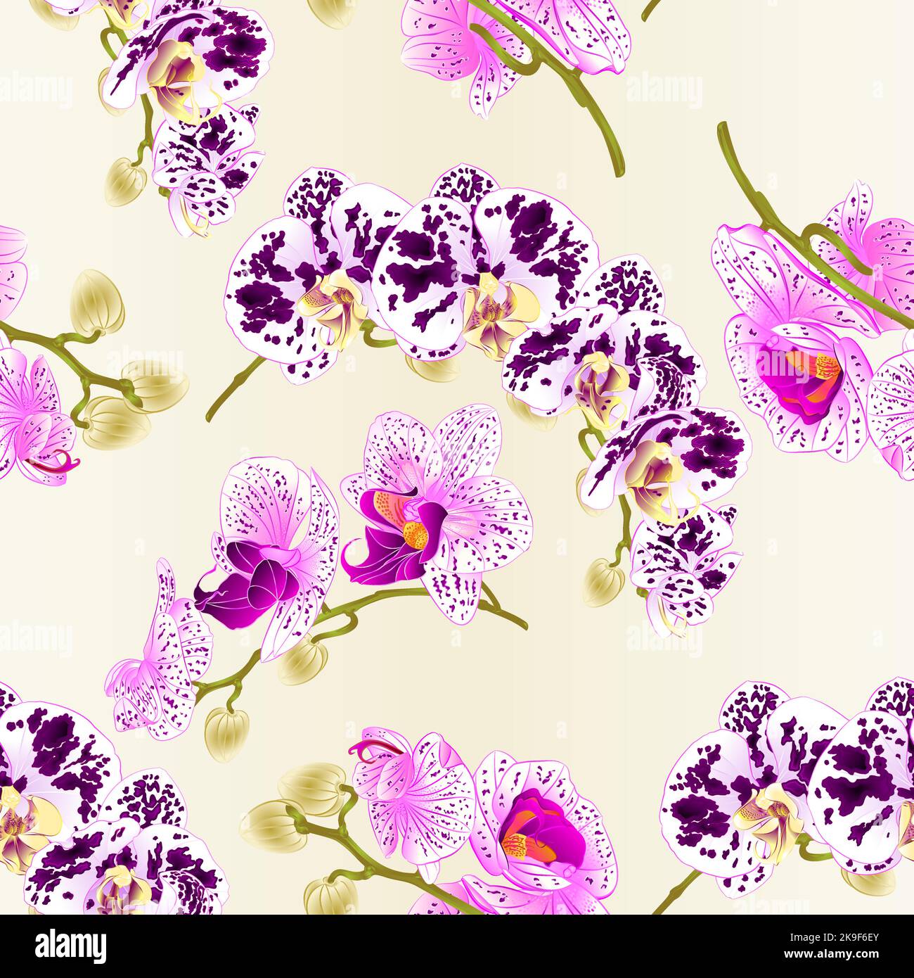 Seamless Texture Beautiful Phalaenopsis Orchids Spotted And White And