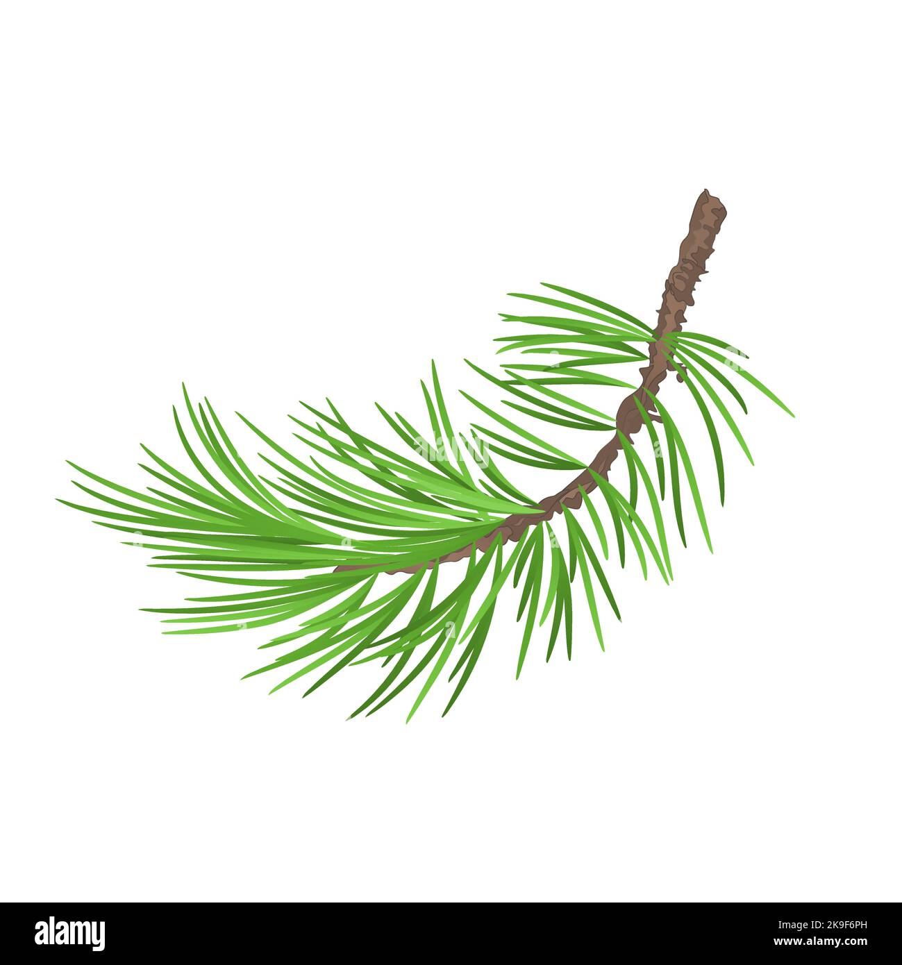 Pine Tree Branch Vector