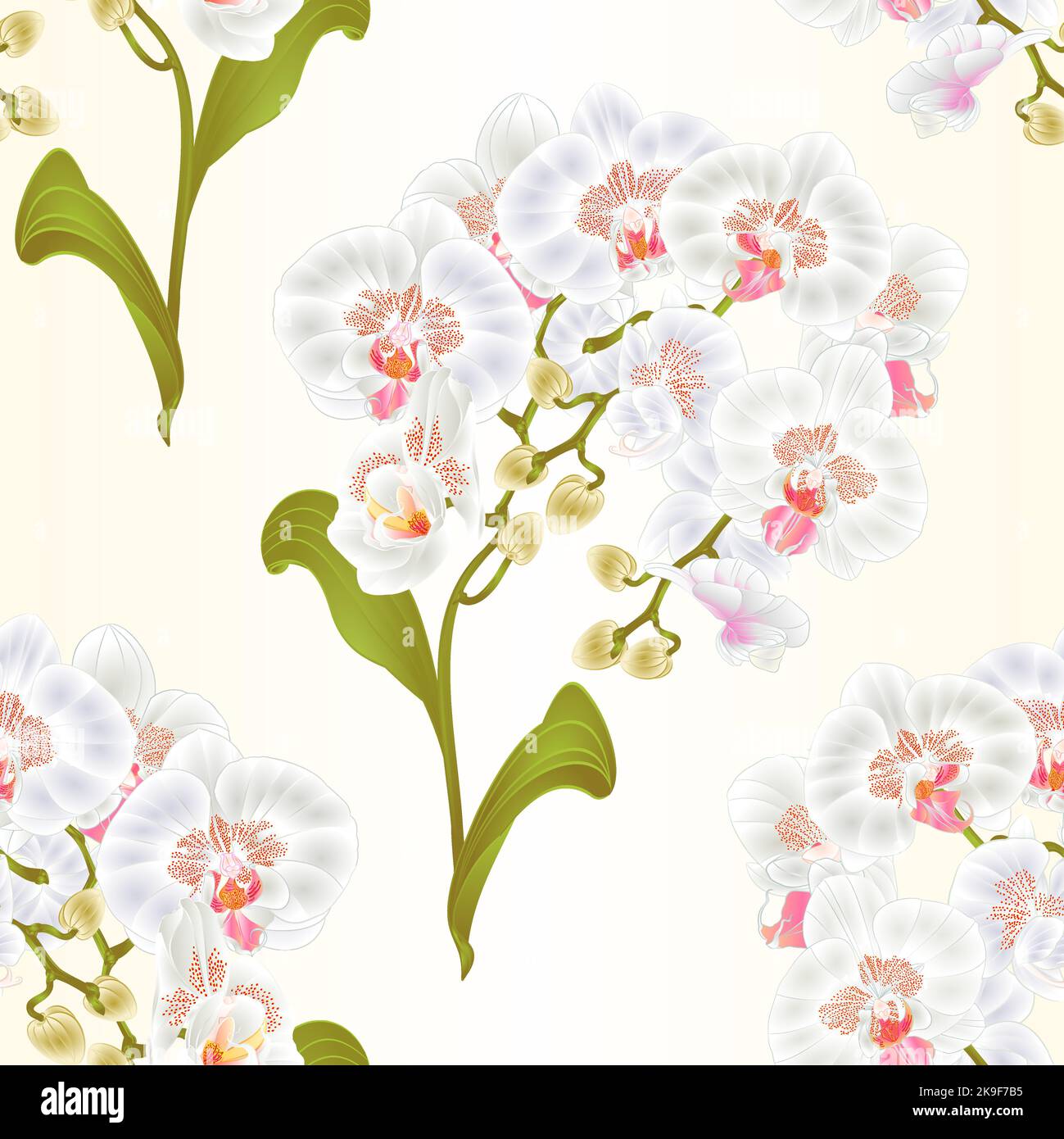 Seamless Texture Branches Orchid Phalaenopsis White Flowers Tropical