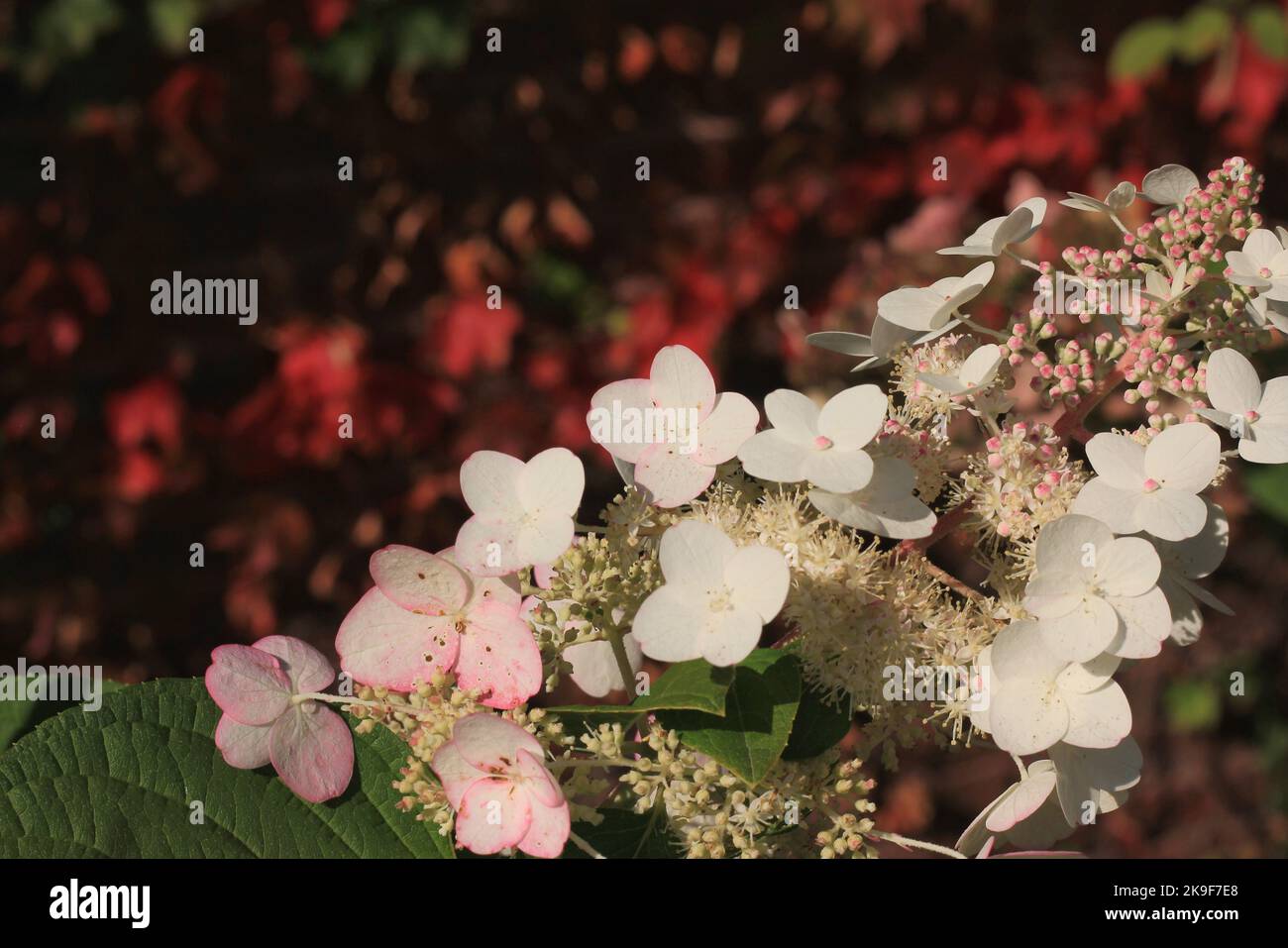 Beautiful hydrangeas growing in the bright morning sun Stock Photo - Alamy