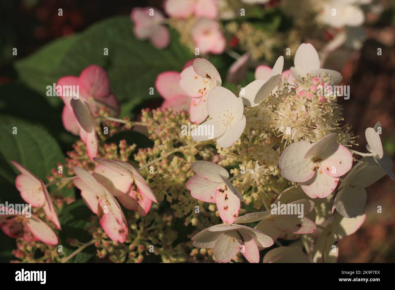 Beautiful hydrangeas growing in the bright morning sun Stock Photo - Alamy