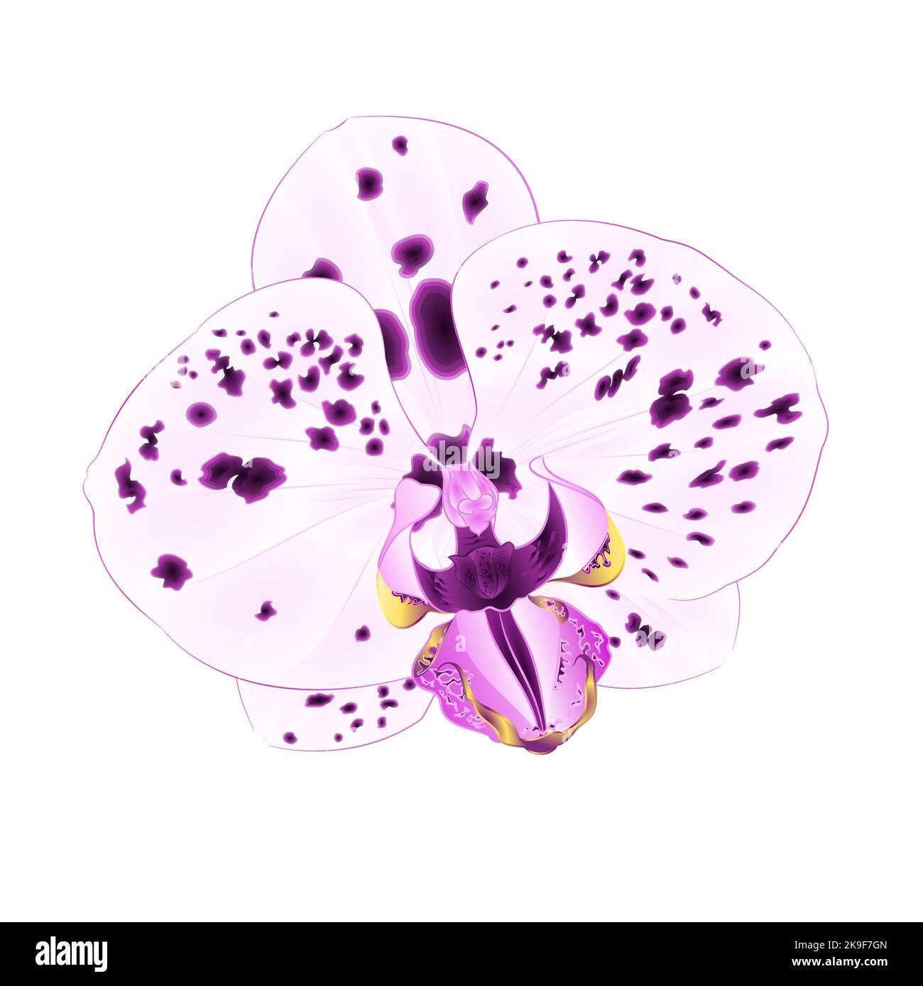 Dots Orchid Closeup Isolated Phalaenopsis Purple And White Beautiful