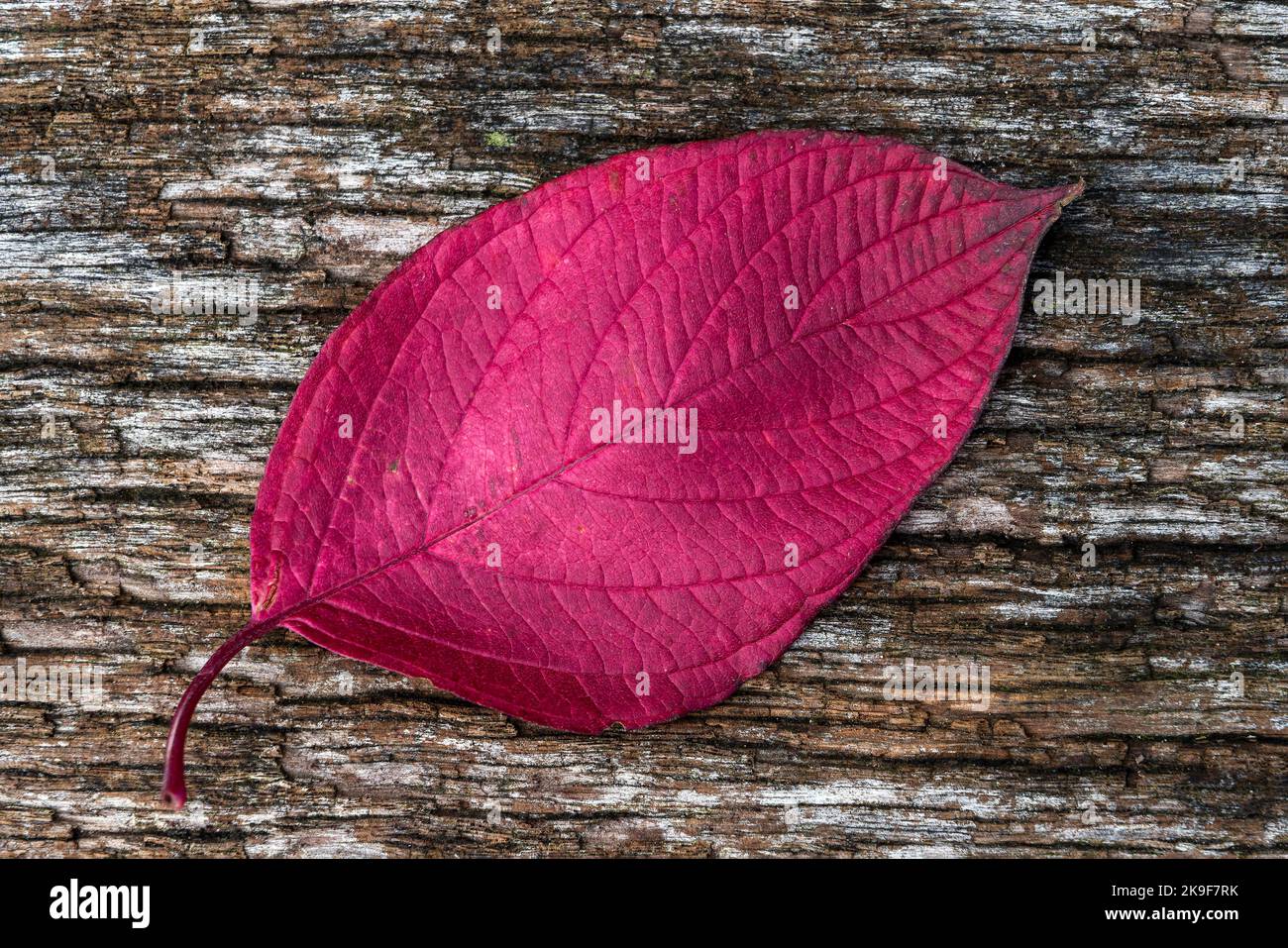 Common dogwood autumn leaves colour during the November fall showing a ...