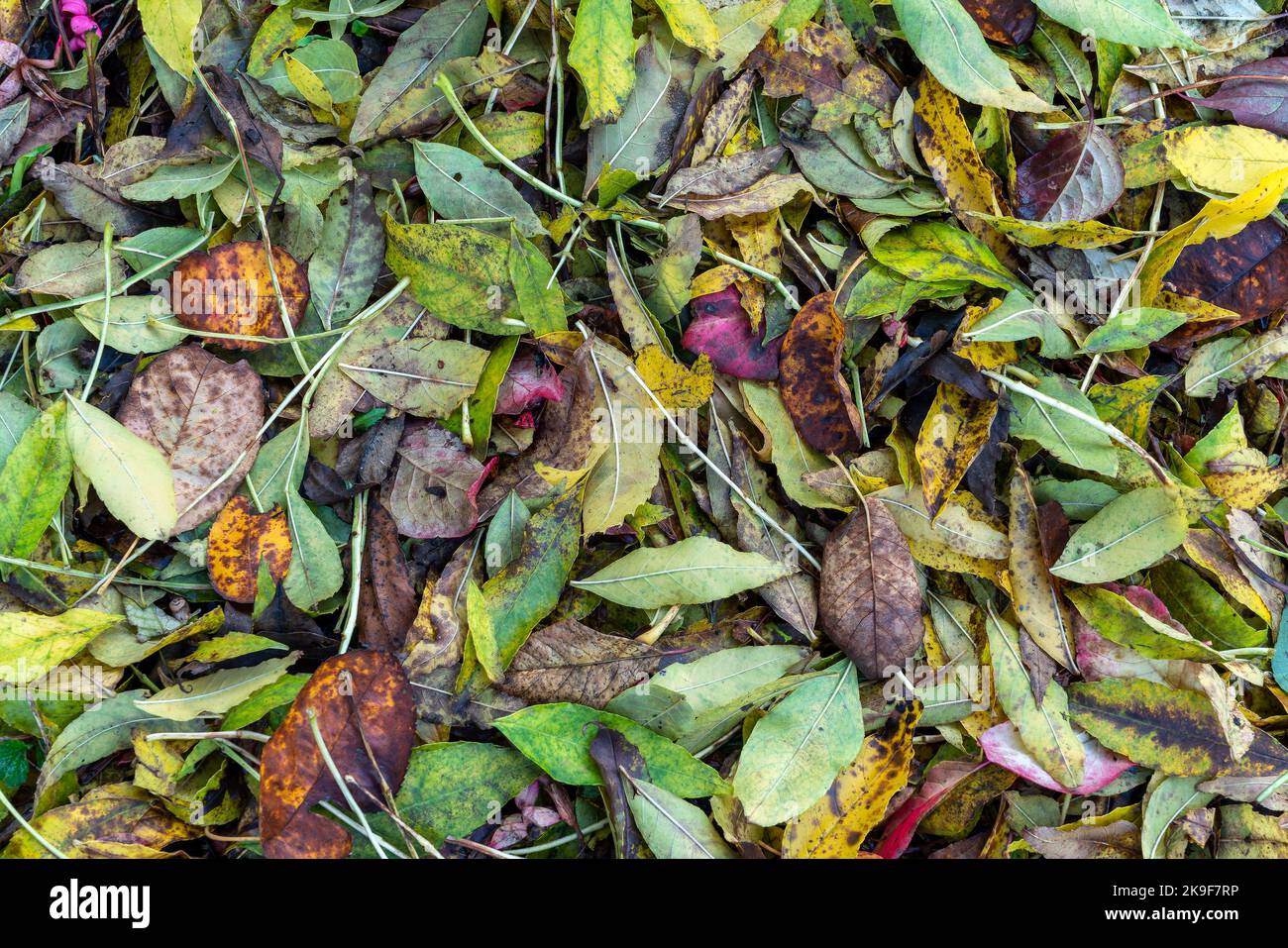 Autumn leaves colour background during the November fall on the forest ...