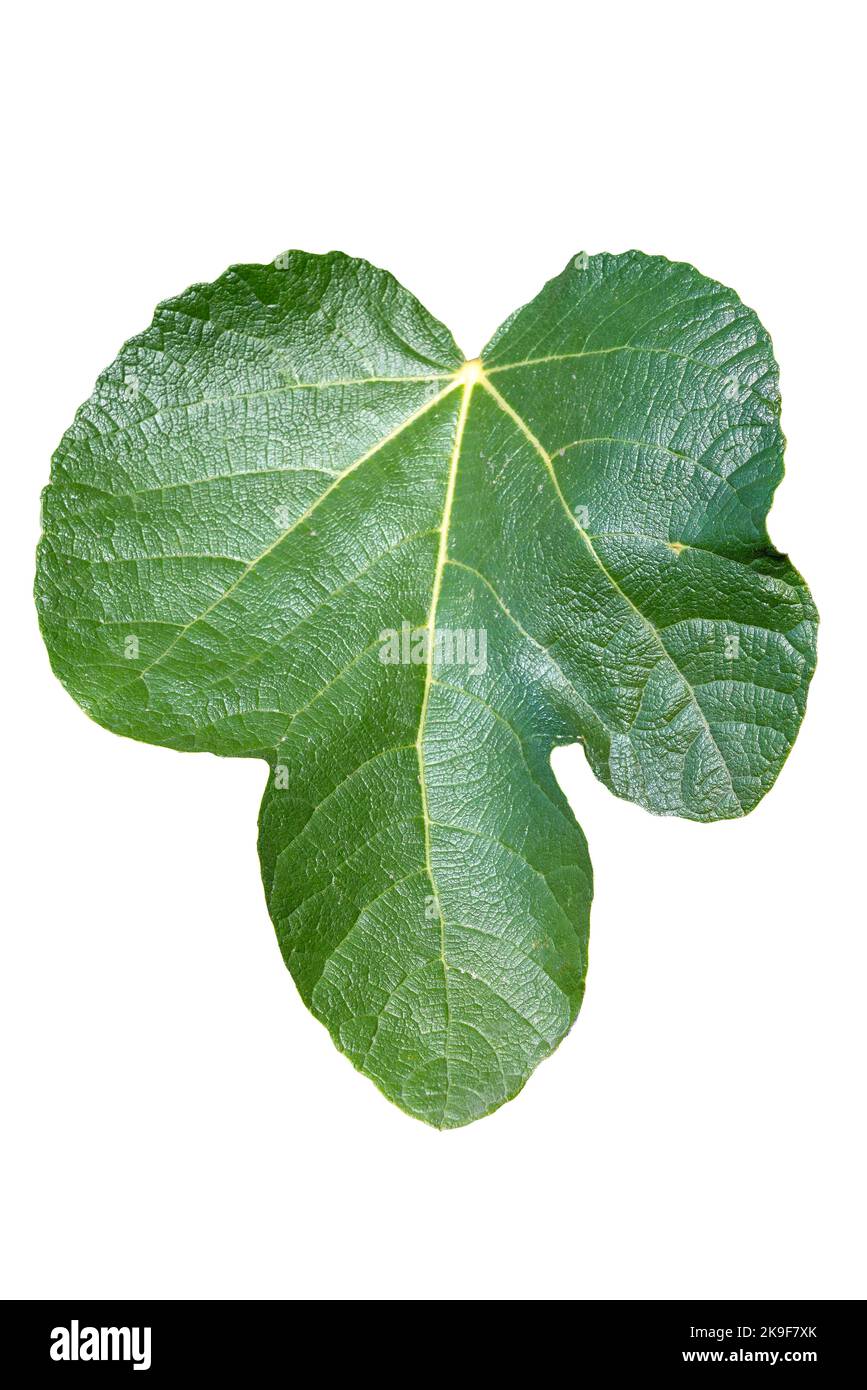 Fig leaf (ficus carica) cut out and isolated on a white background ...
