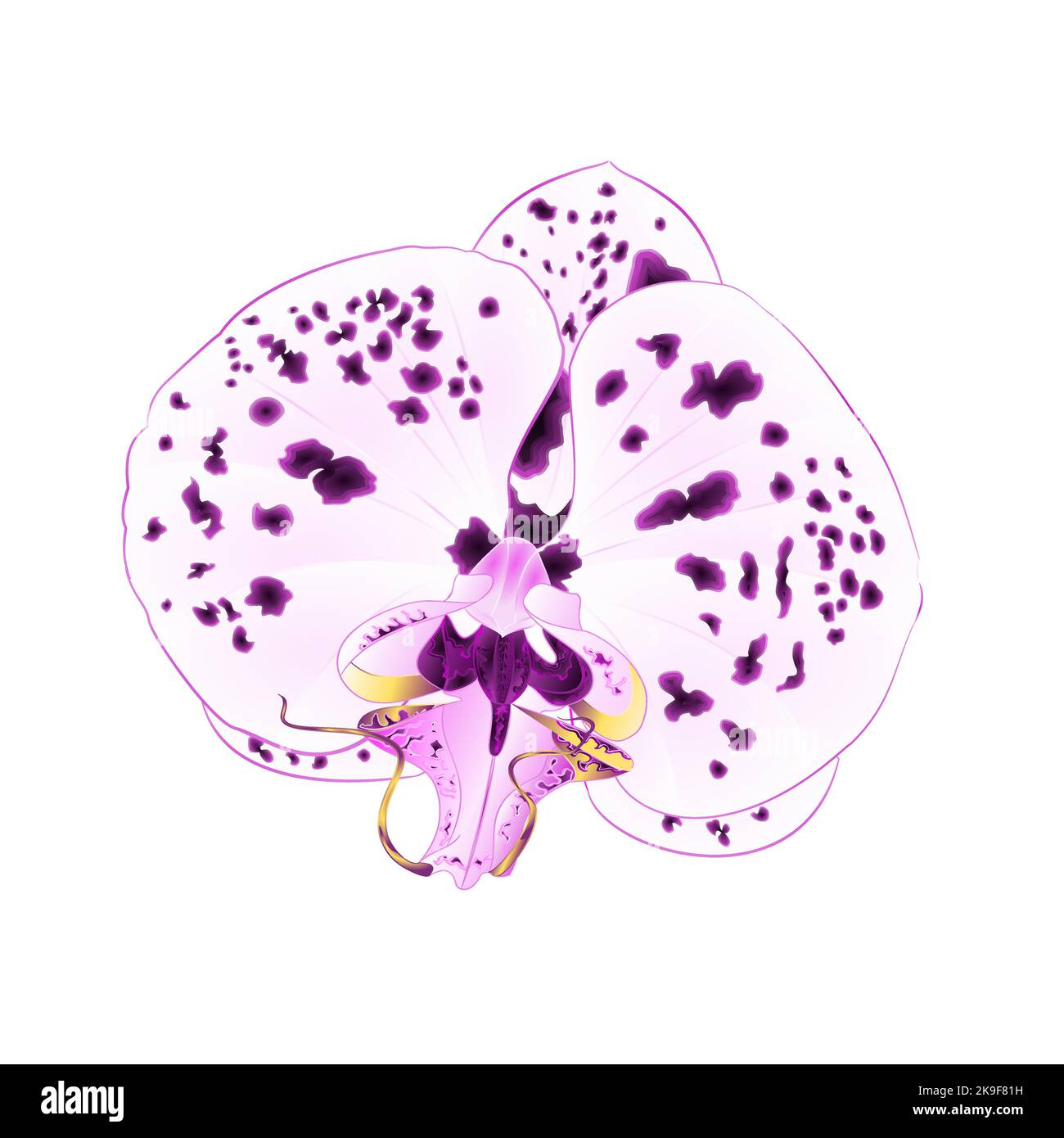 Orchid With Dots Closeup Phalaenopsis Purple And White Beautiful Flower