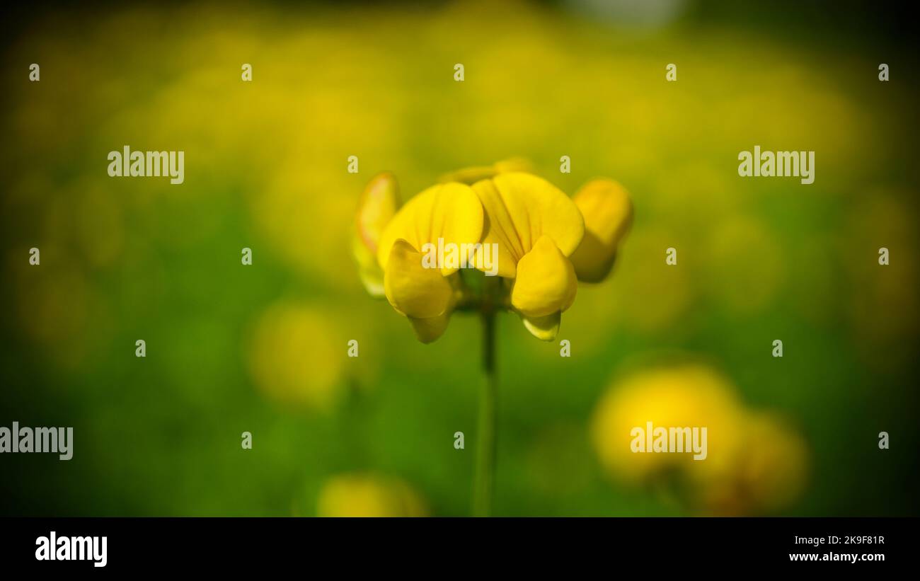Spring flowers. Yellow field flowers blooming among green grass ...