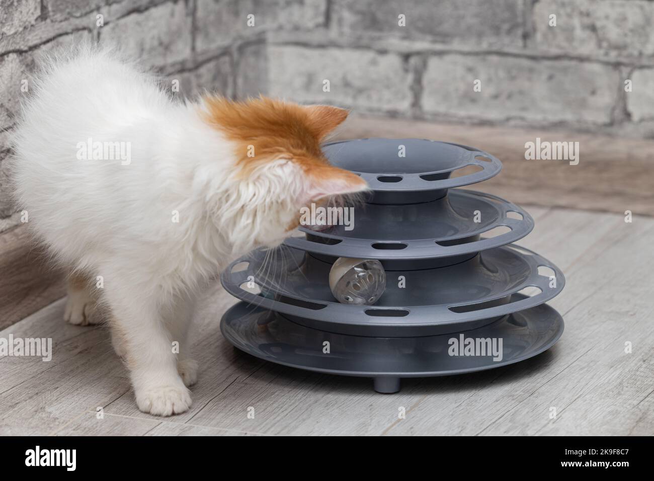 kitten walks around a toy with a ball. kitten hunts for a toy Stock ...