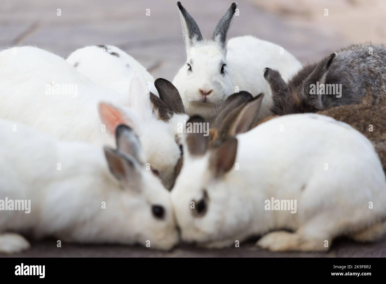 Group of Rabbit eating food on the ground. Home decorative rabbit ...