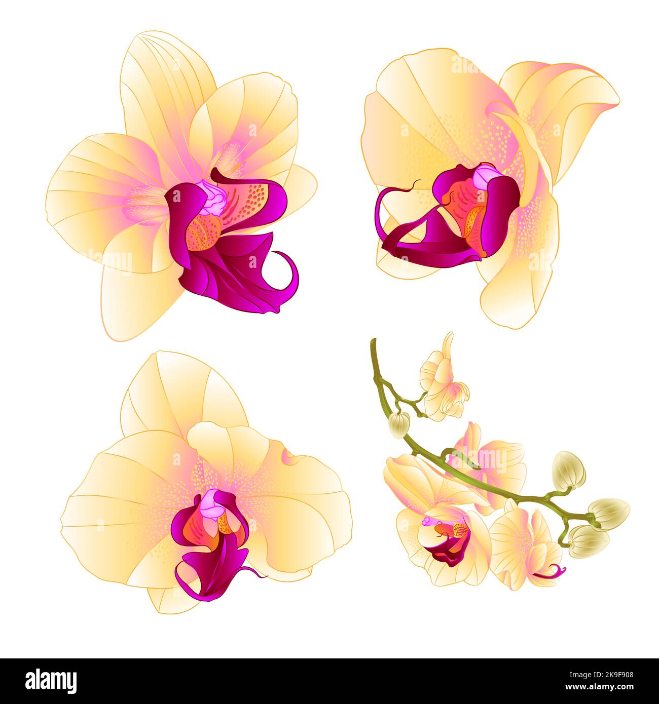 Three orchid buds hi-res stock photography and images - Alamy
