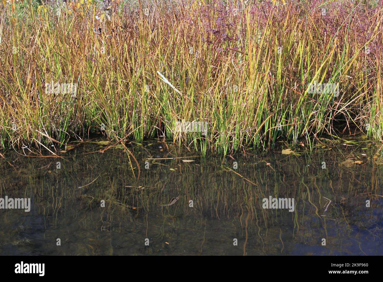 Typical common wild reeds and grasses growing along the shoreline Stock ...