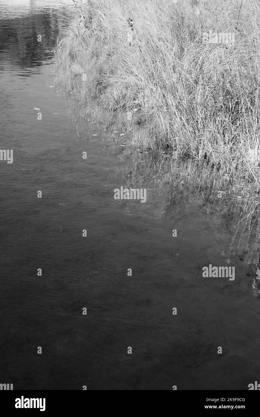Typical common wild reeds and grasses growing along the shoreline in a ...
