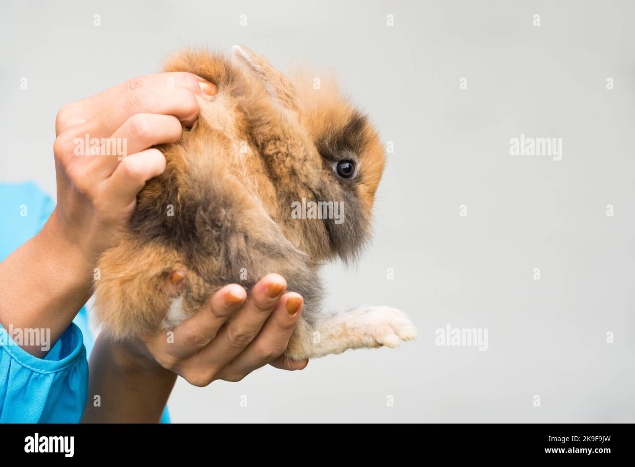 Man hands raised Rabbit up isolate white background with copy space ...