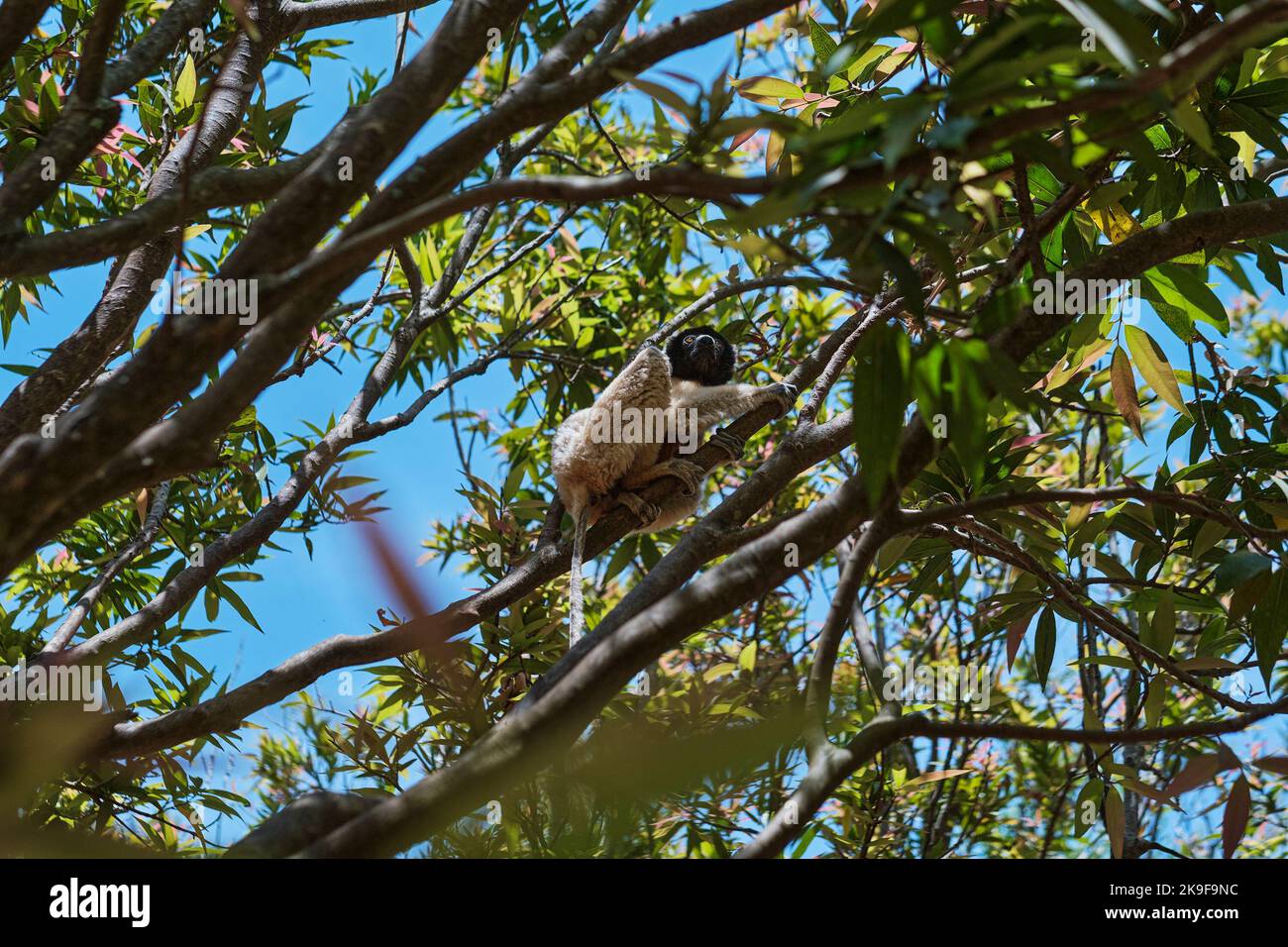 Nairobi, Madagascar. 21st Oct, 2022. A lemur is seen near Antananarivo ...