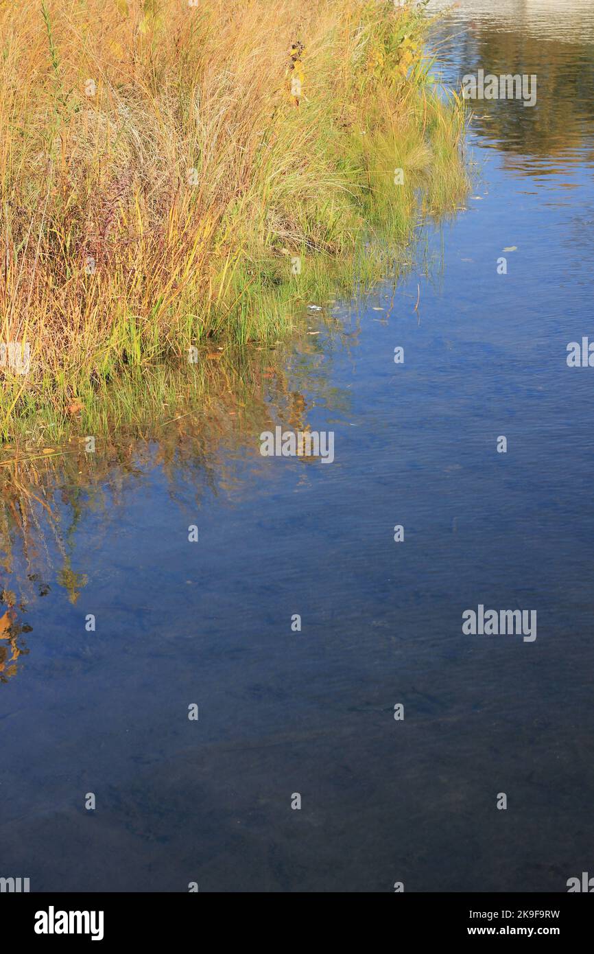 Typical common wild reeds and grasses growing along the shoreline Stock ...