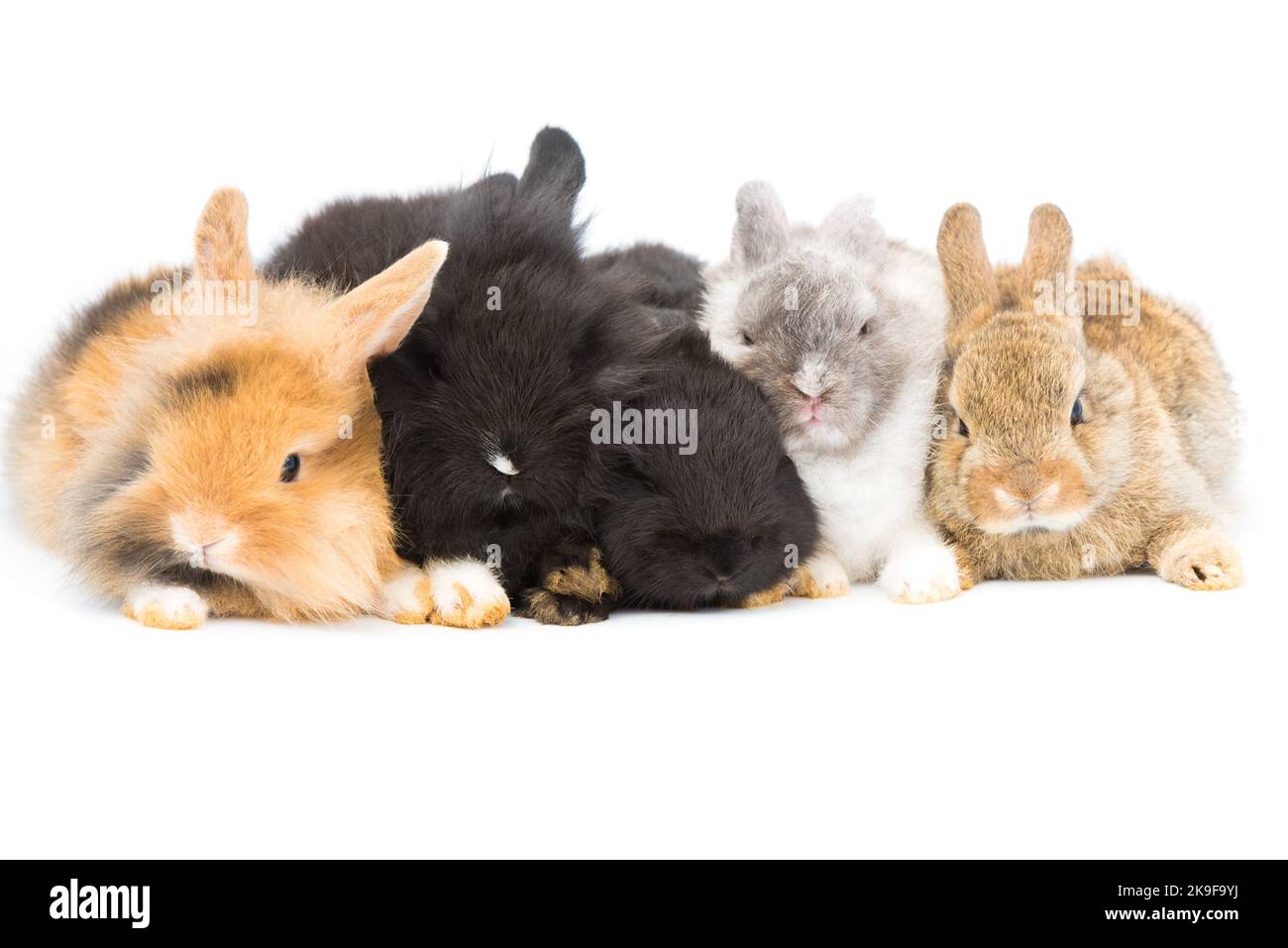Group of Rabbit on white background. Home decorative rabbit outdoors ...