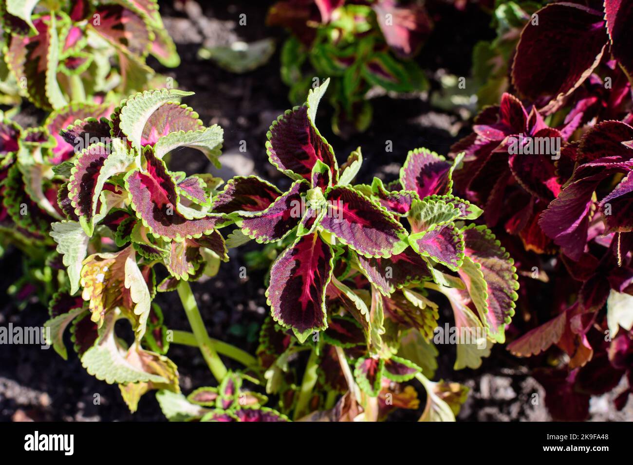 Many green and dark red leaves of coleus decorative plants in the ...