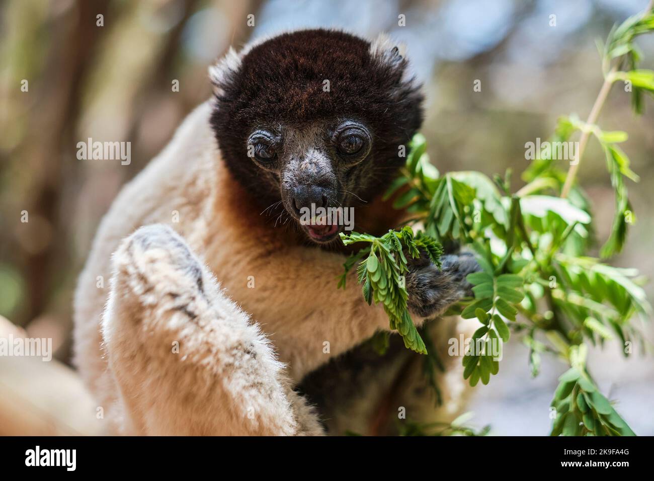 Nairobi, Madagascar. 21st Oct, 2022. A lemur is seen near Antananarivo ...