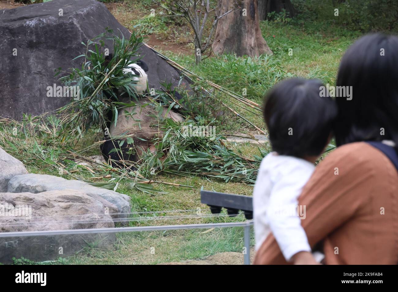 Visitors look at panda on October 28, 2022 at Ueno Zoo in Tokyo, Japan ...