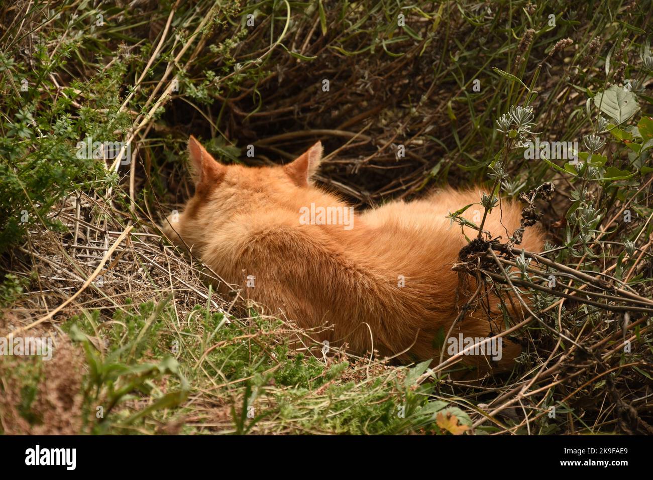 ginger cat sleeping in a bush Stock Photo - Alamy