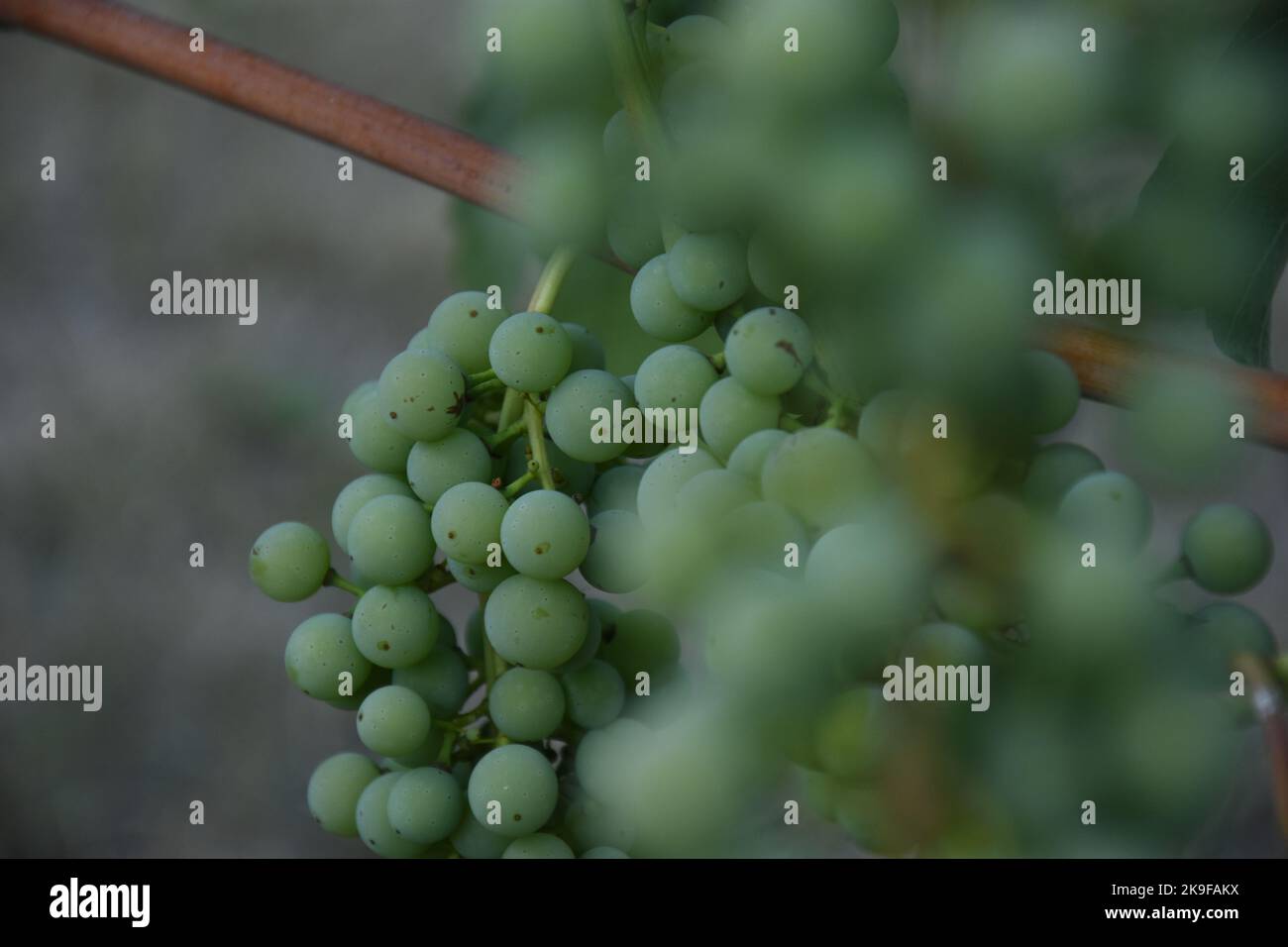 grapes close up Stock Photo - Alamy