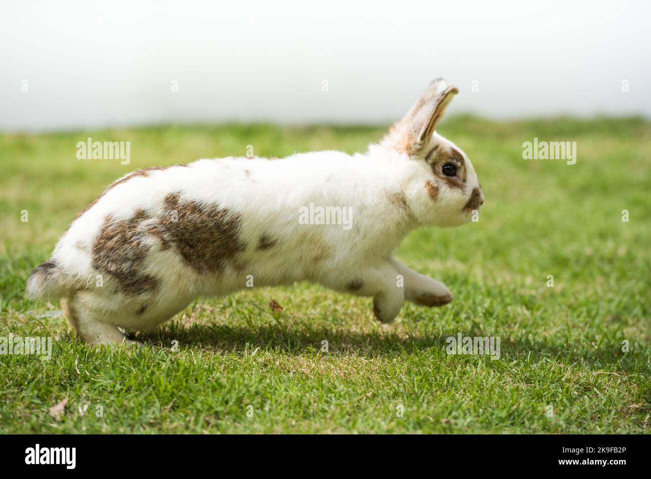Rabbit running and jumpping on green grass. Home decorative rabbit ...