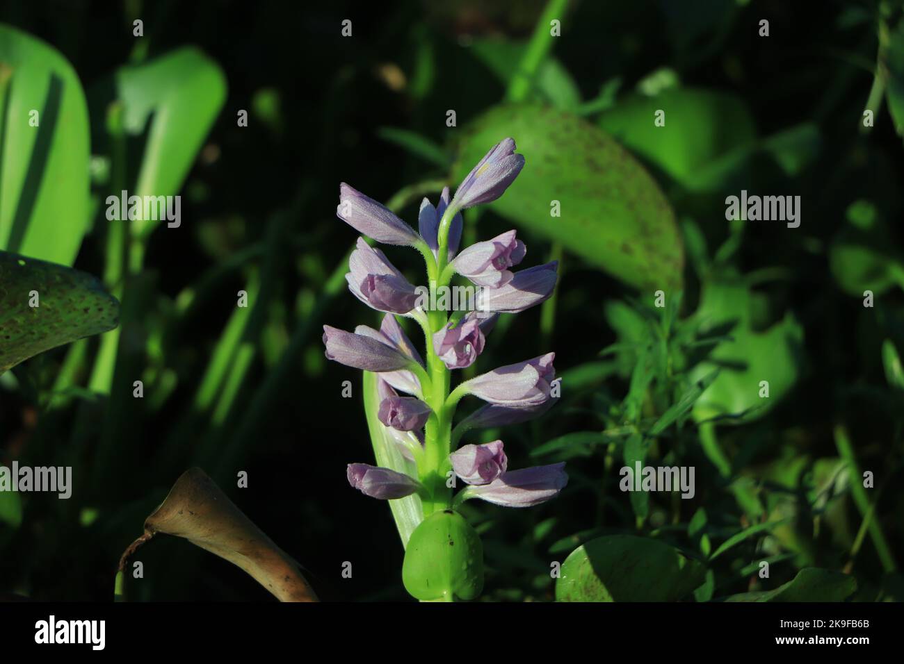 Jumbo Water Hyacinth closeup background Stock Photo - Alamy