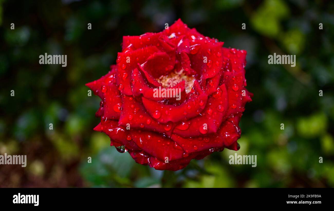 Red rose. Evergreen rose blooming in spring. Red rose blooming on its ...