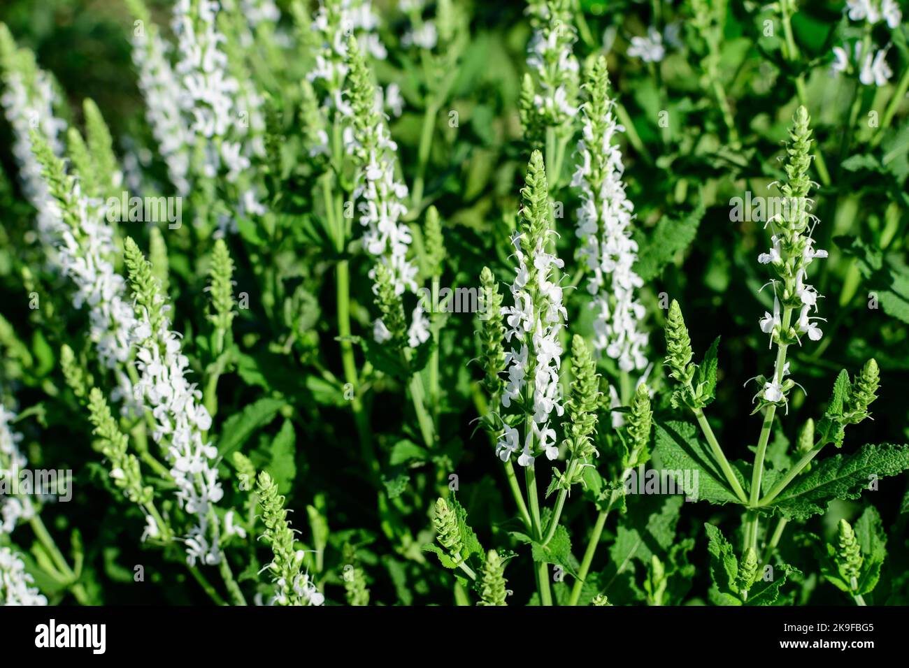 Large evergreen shrub with flowers of Salvia White Rain (Whorled Sage ...