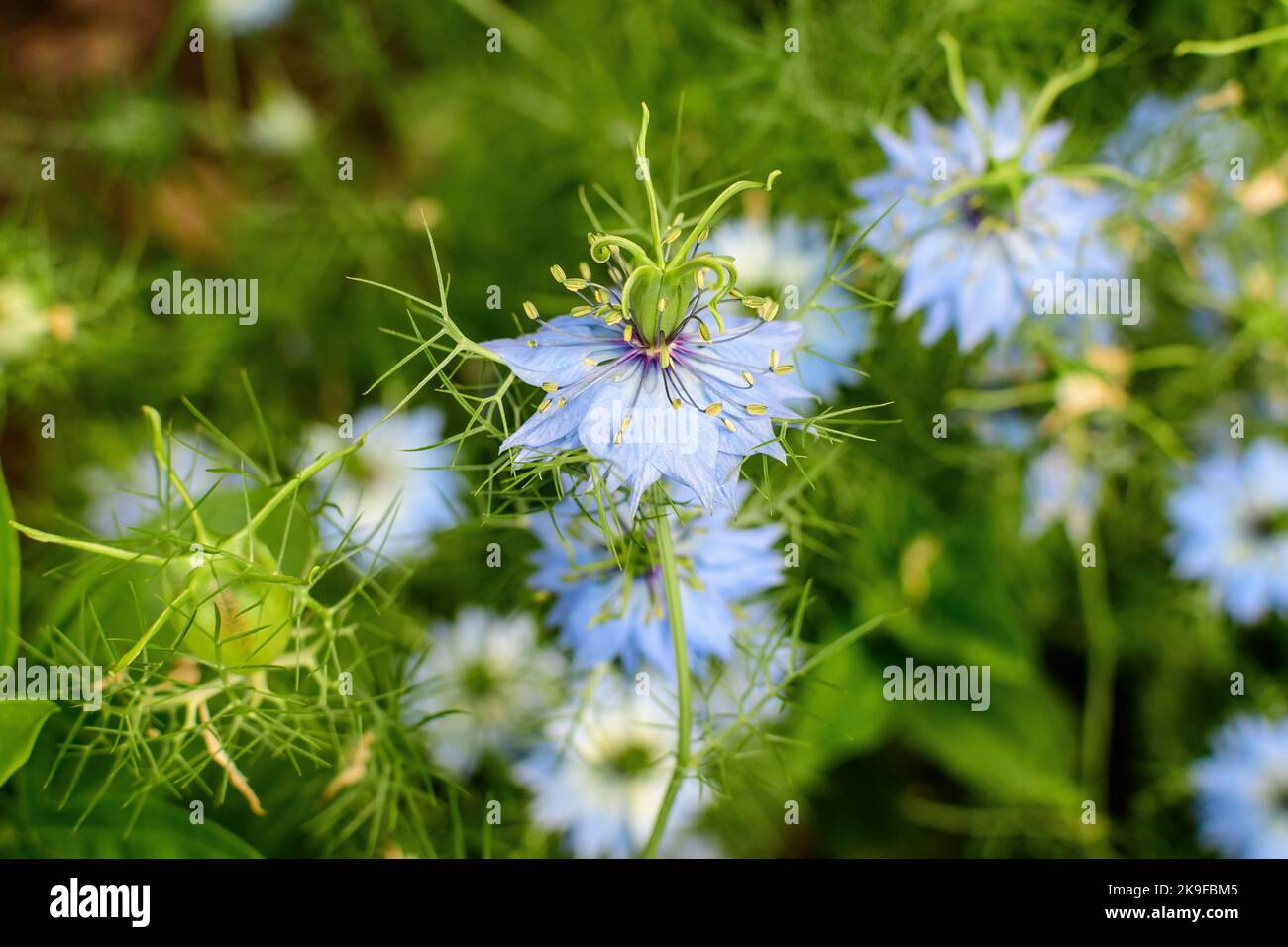 Small delicate blue flower of nigella sativa plant, also known as black ...