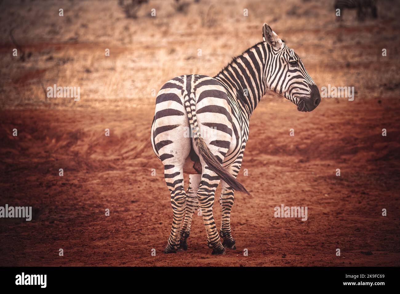 A Zebra in the red sand of the Tsavo East National Park, Kenya Stock ...