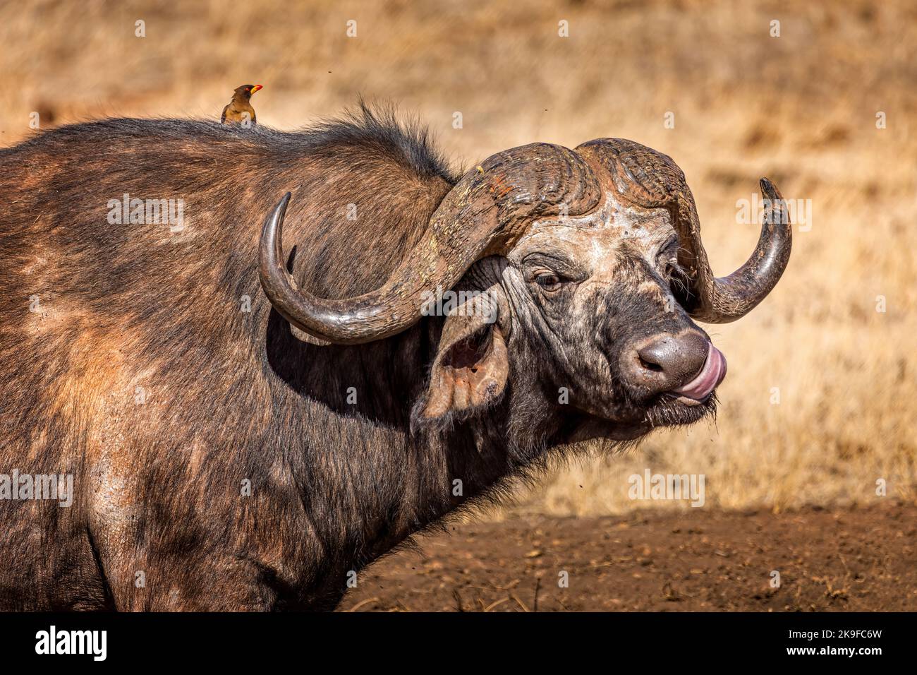 African water buffalo hi-res stock photography and images - Alamy
