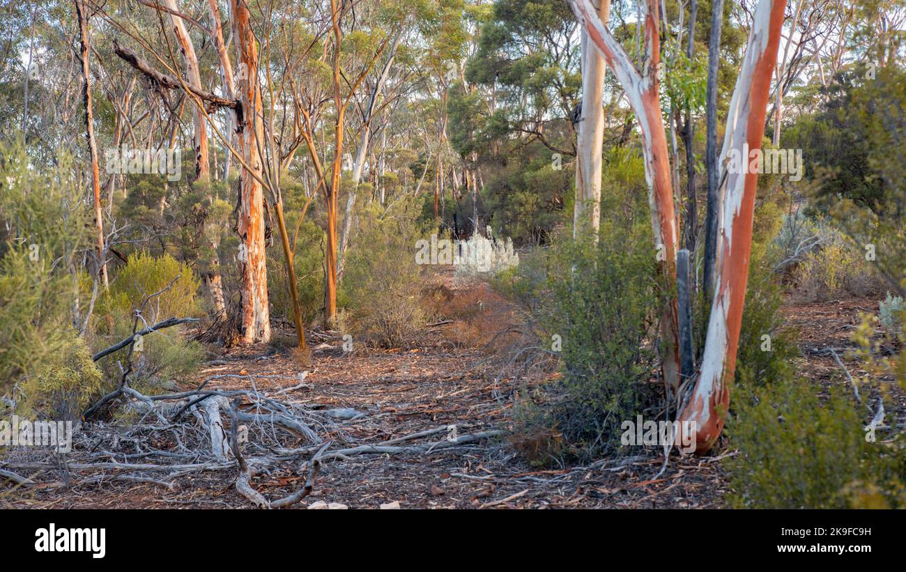 The Holland Track, empty 4wd dirt road through bushlands, unsealed ...