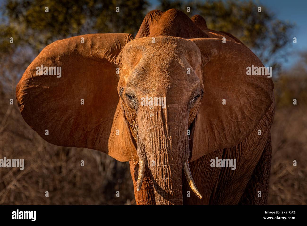 Portrait of an elephant in the Tsavo National Park, Kenya Stock Photo ...