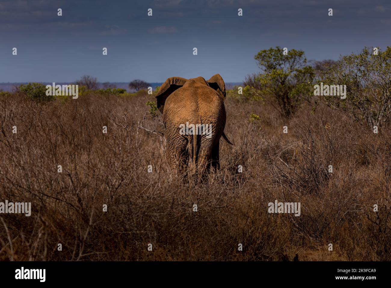 An elephant from the backside in the Tsavo National Park, Kenya Stock ...