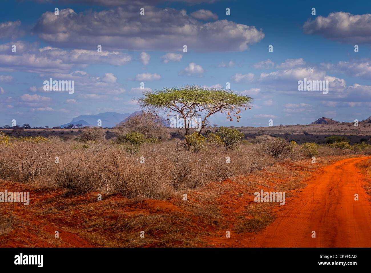 The landscape of the Tsavo East National Park, Kenya Stock Photo - Alamy
