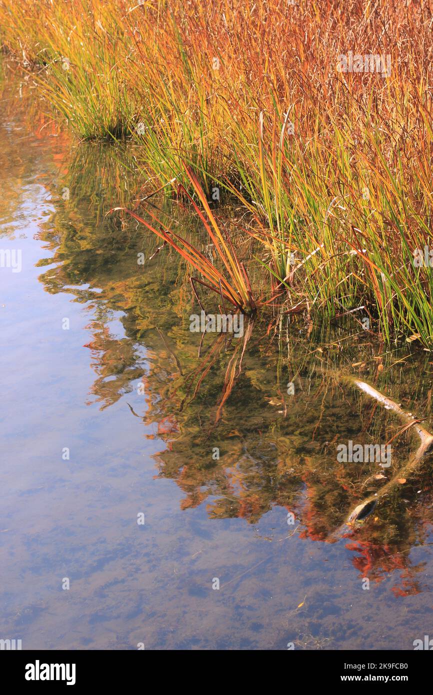 Typical common wild reeds and grasses growing along the shoreline Stock ...