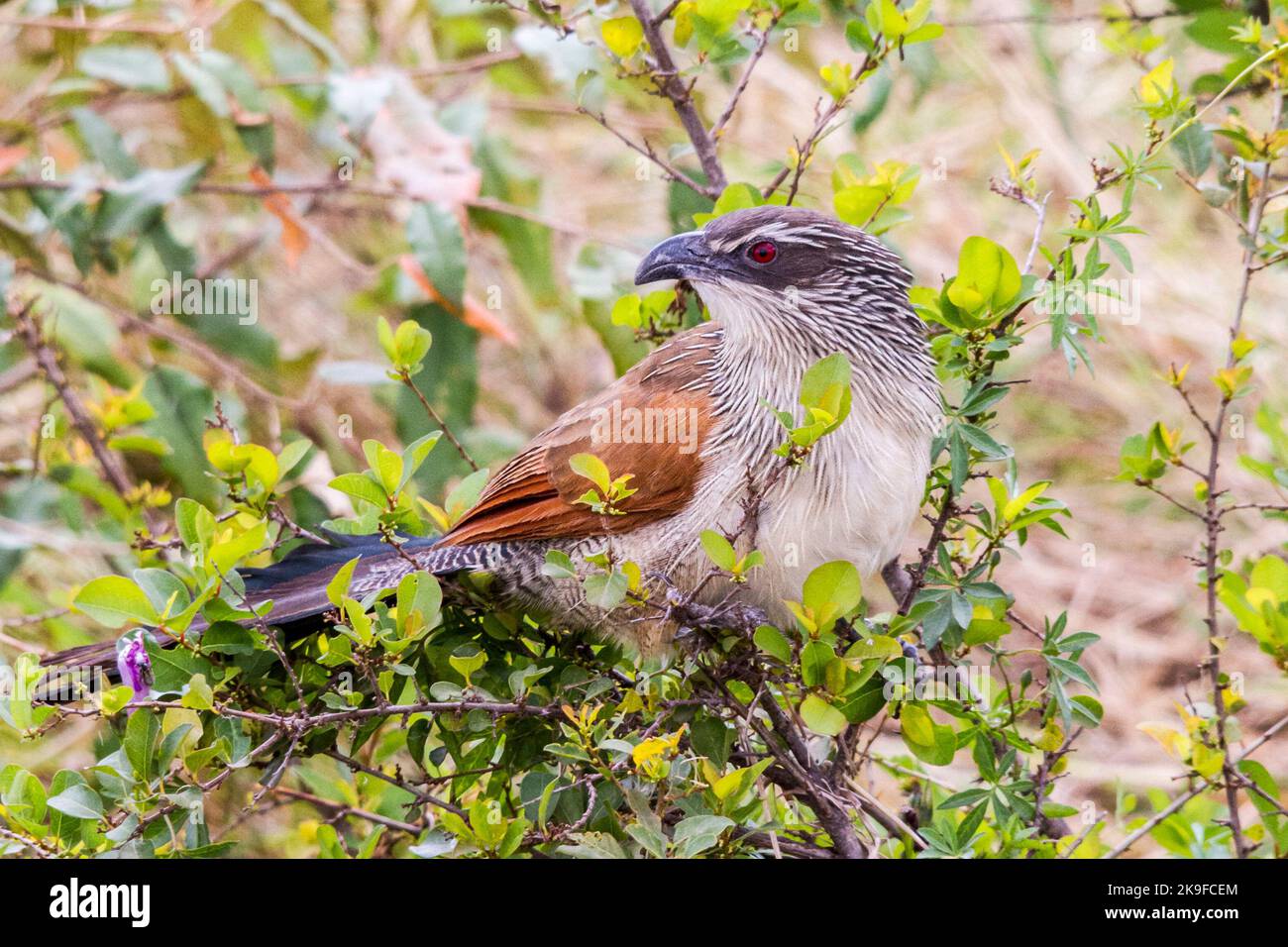White-browed coucal, Centropus superciliosus, Masai Mara, Kenya, Africa ...
