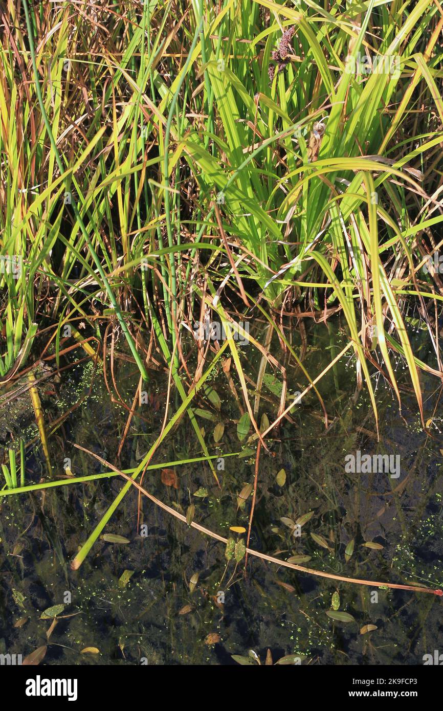 Typical common wild reeds and grasses growing along the shoreline Stock ...