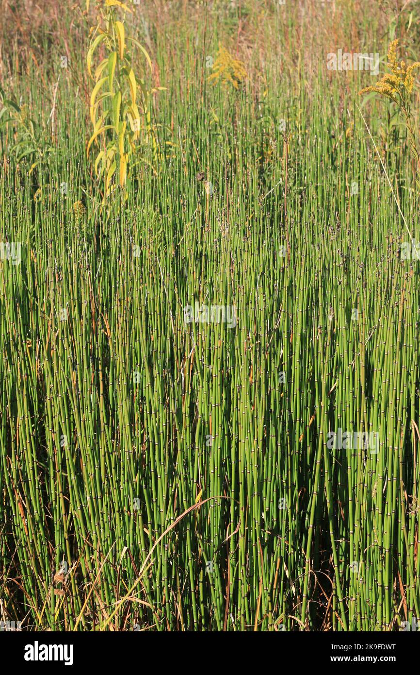 Typical common wild reeds and grasses growing along the shoreline Stock ...