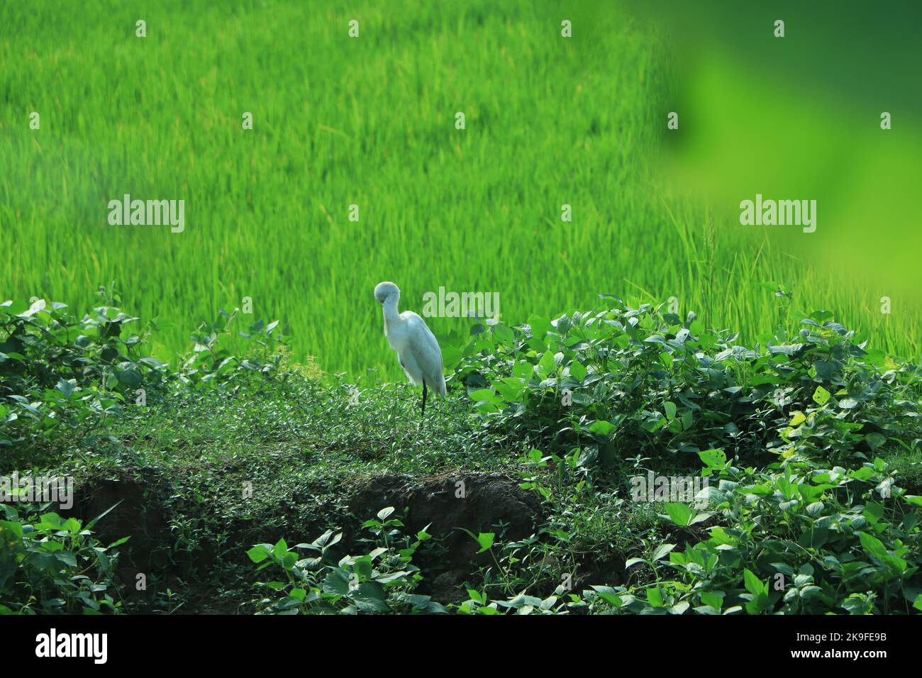 White heron looking around in field Stock Photo - Alamy