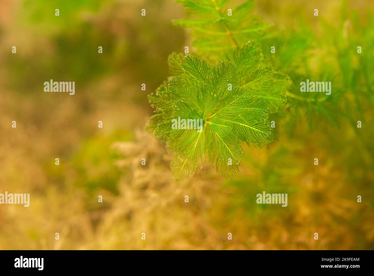 Beautiful fresh and bright freshwater Myriophyllum spicatum Stock Photo ...