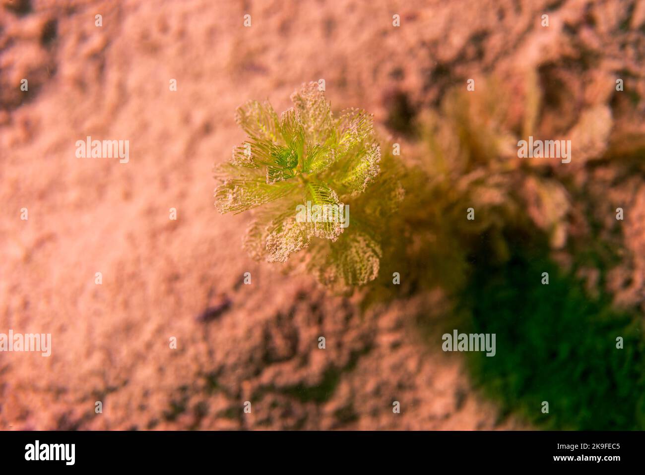 Beautiful fresh and bright freshwater Myriophyllum spicatum Stock Photo ...